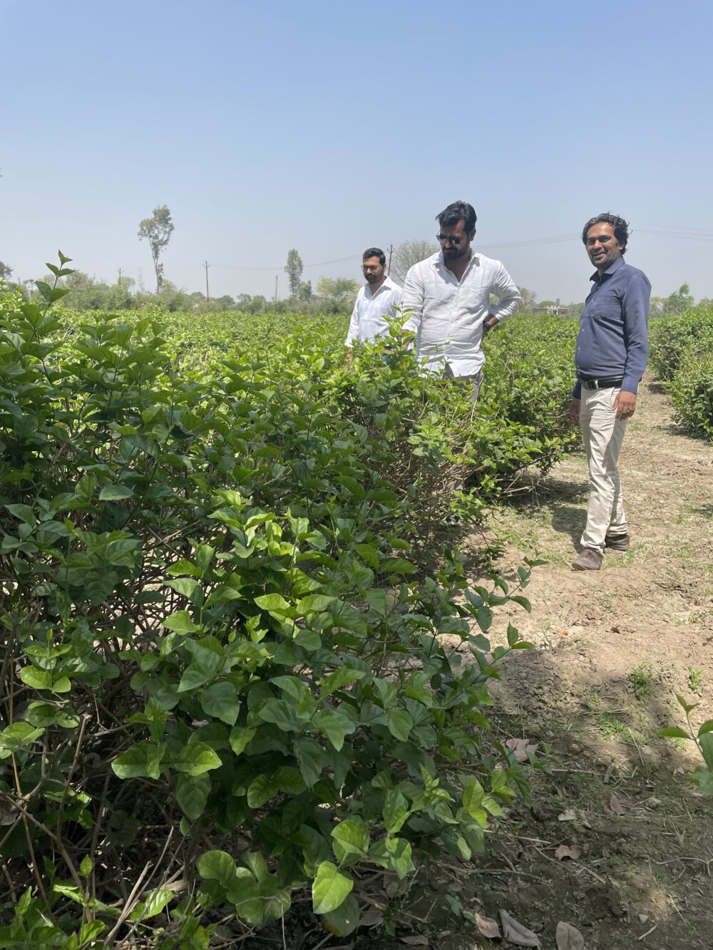 Gallery - Kannauj Attar Farms & Traditional Attar Making | Kannauj Attar